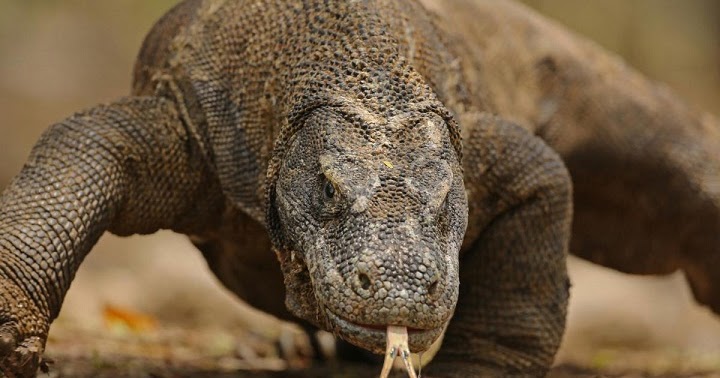 Apakah Komodo Bisa Memanjat Pohon? | Belajar Sampai Mati Apakah Komodo Bisa Memanjat Pohon? | Belajar Sampai Mati