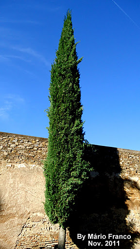 Meu Cantinho Verde: CIPRESTE-ITALIANO - ( Cupressus sempervirens )