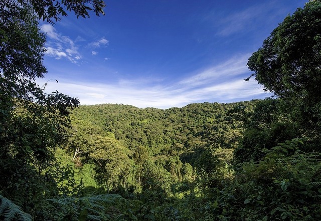 Mengenal Ciri-Ciri Hutan Tropis Serta Fungsi Dan Manfaatnya bagi ...