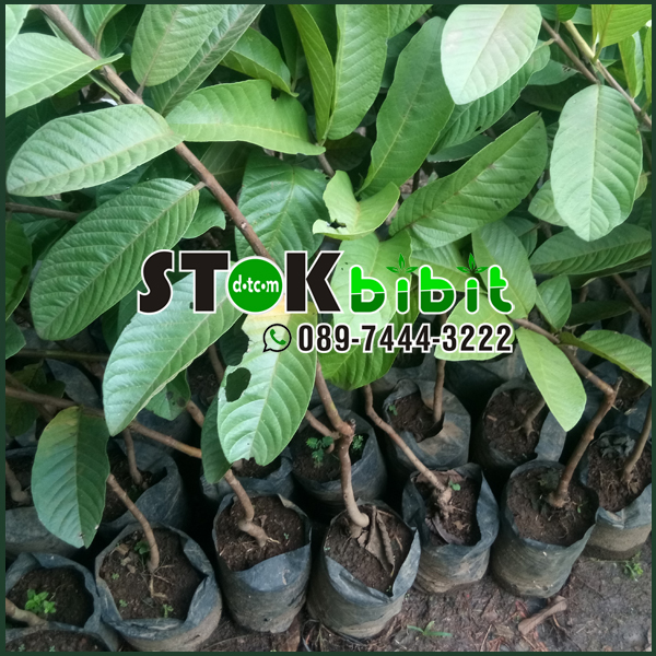 Jambu biji | tanaman jambu biji merah - bibit mangga ungu elevenia