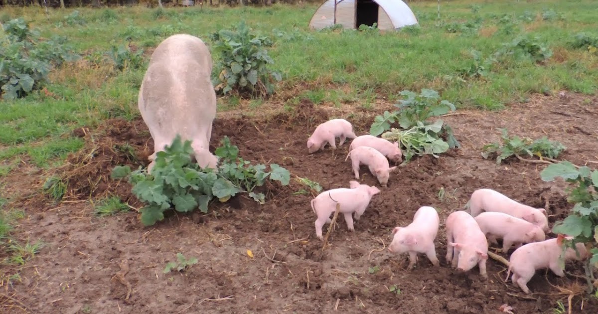 Chester White Pig Meat Quality, Pros and Cons, Characteristics, Price