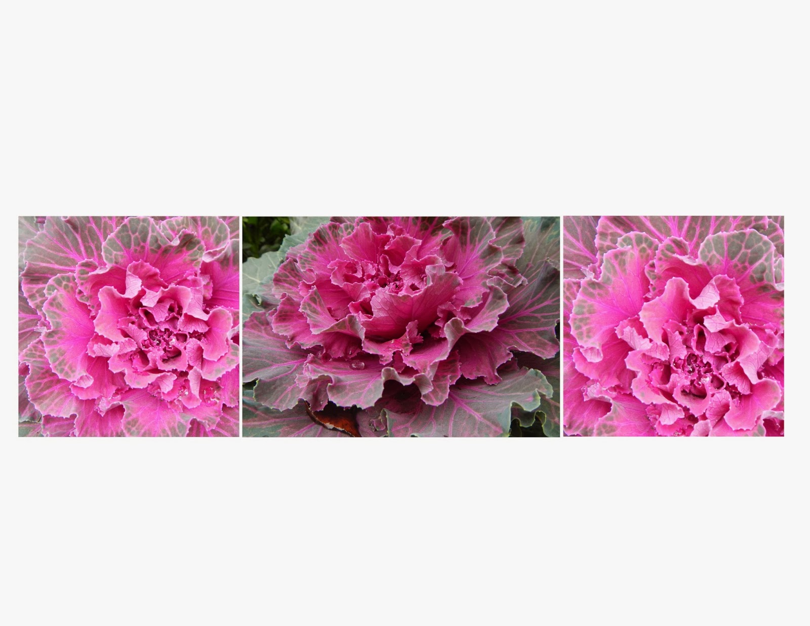 Carson Hauth Photography: Diptychs, Triptychs, and Kaleidoscopes