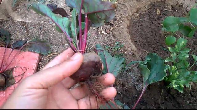 How To Start Beet Indoors