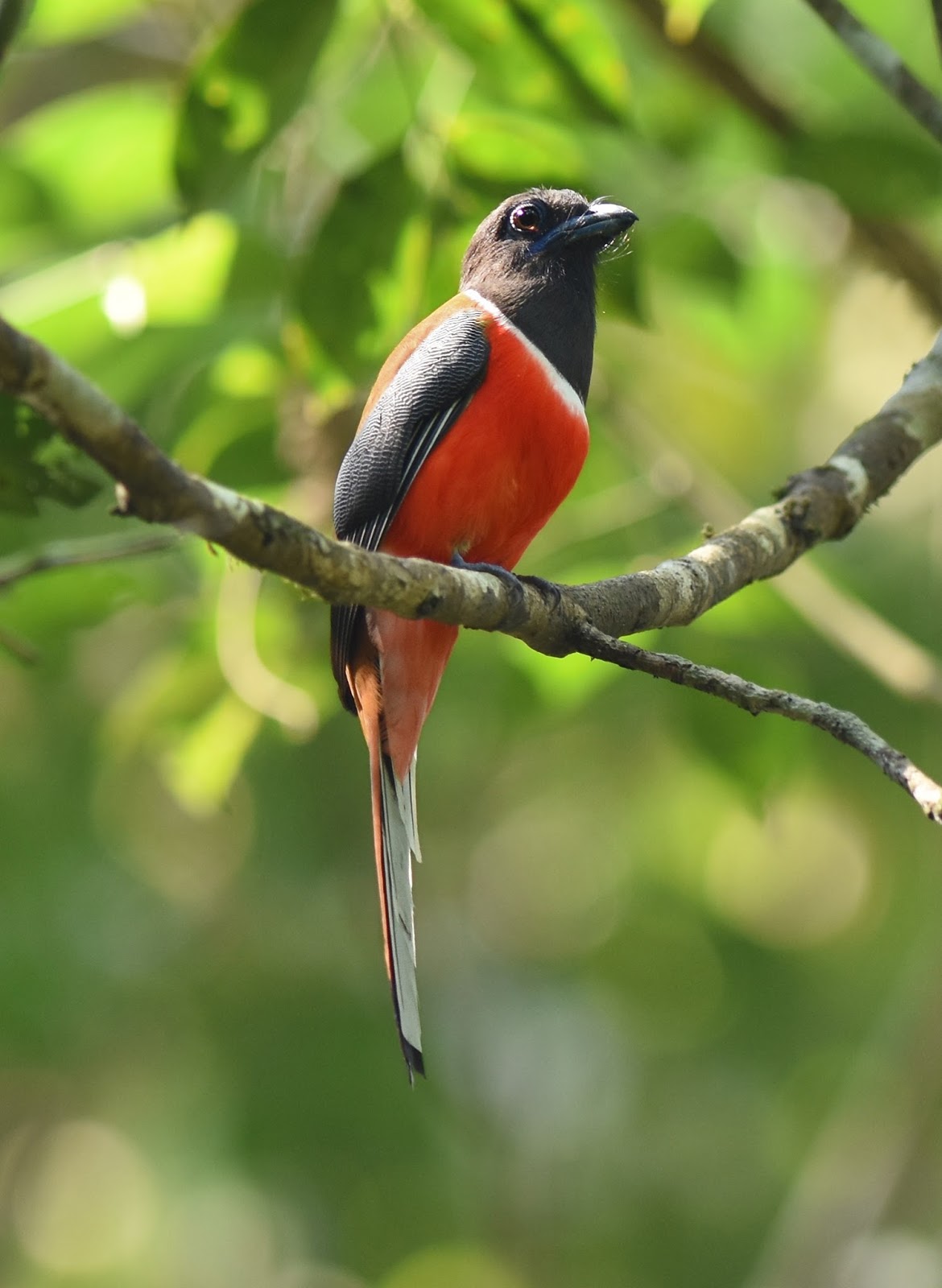 ZOOTHERA BIRDING BLOG: Salim Ali Bird Sanctuary (Thattekad)