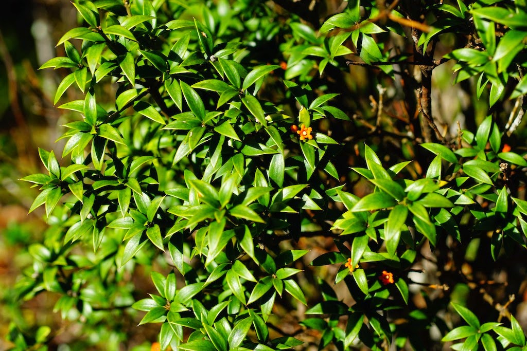 Flora de Puerto Rico Ilustrada Papo Vives: THEOPHRASTACEAE BONELLIA ...
