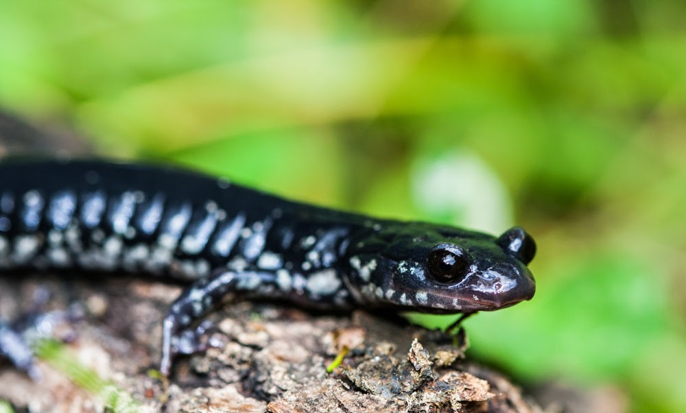 Salamander-Shmalamander: Required reading: What are we going to do ...