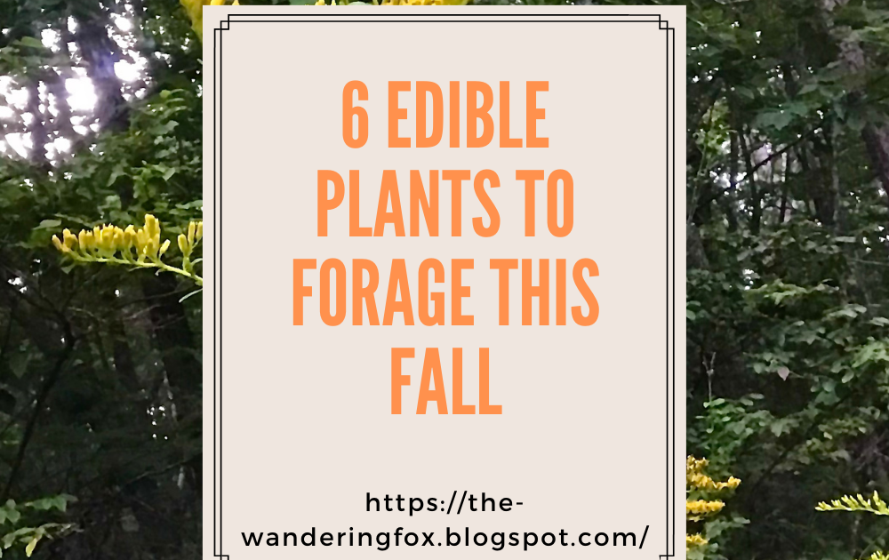 6 Edible Plants to Forage this Fall
