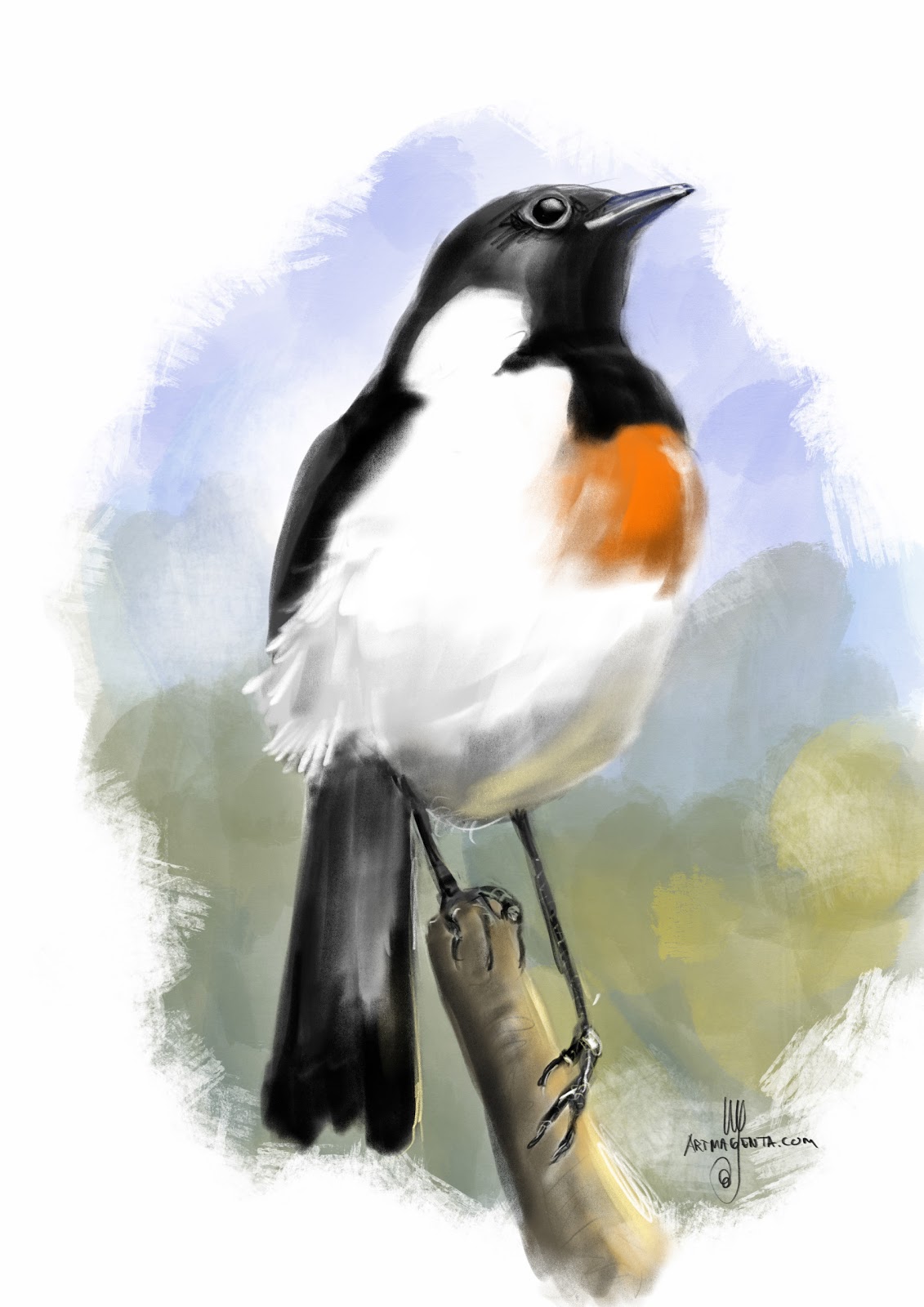 Birds: African stonechat