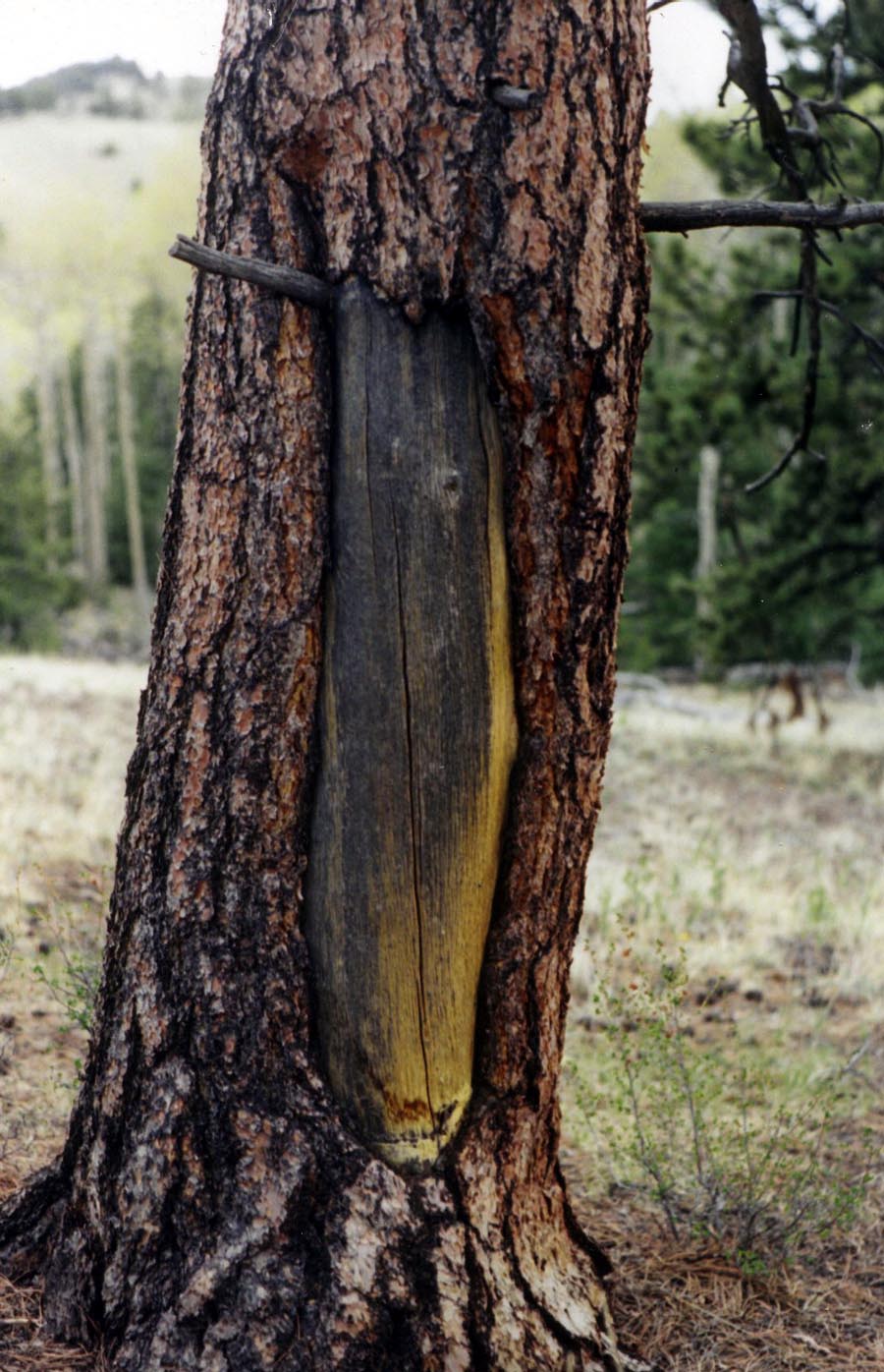 Colorado Earth Science: Living Archaeology: Culturally Scarred Trees ...