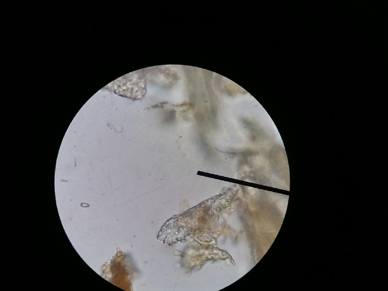 Biology: Penebalan Dinding Sel dan Plasmolisis