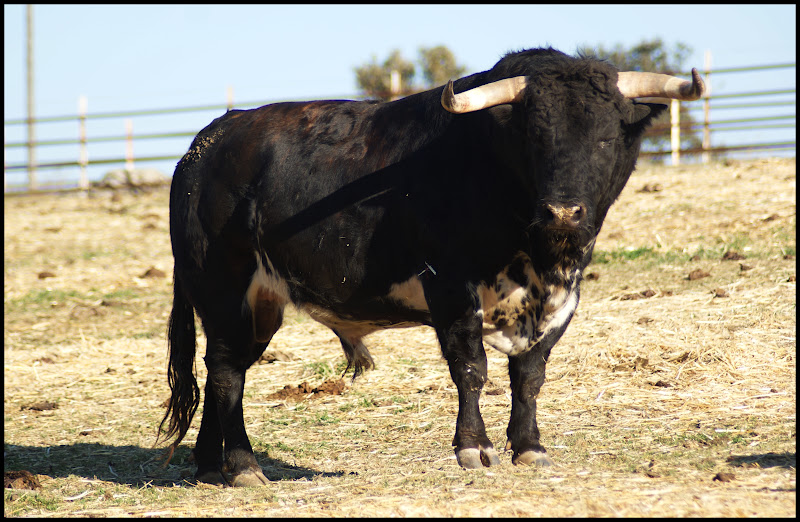 aficionats al bou: Toro para Mayo 2012(Aficionades Taurines)