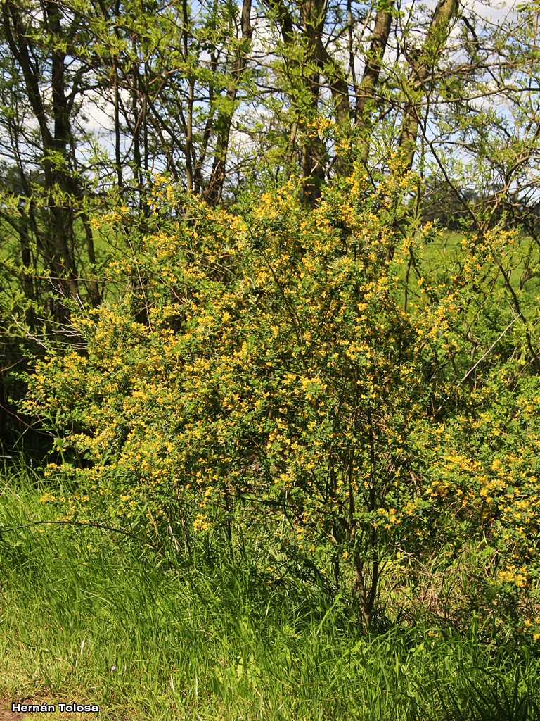 Flora Bonaerense: Retama negra (Cytisus scoparius)