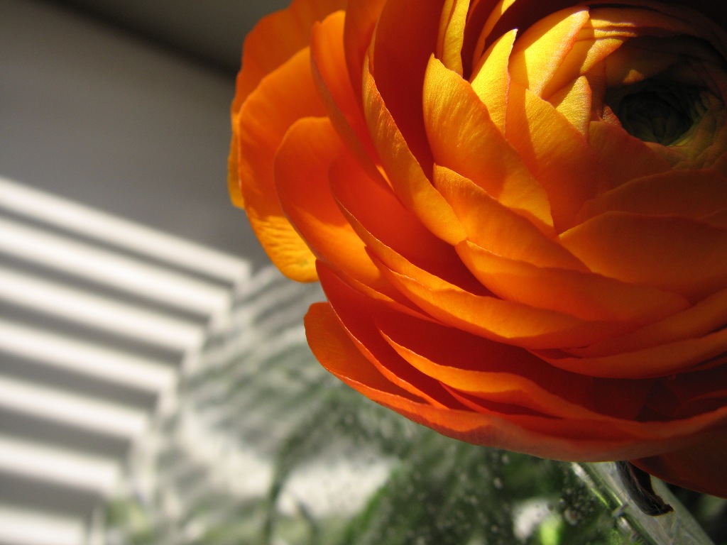 Doug's photo site: Orange Ranunculus