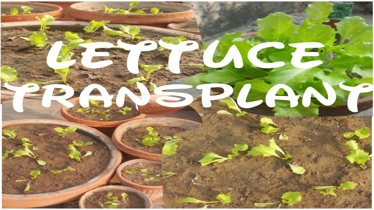 Veggies Home Kitchen Garden: Lettuce Seedlings Transplantation