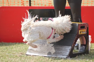All about Flyball - Drag Racing for Dogs | Australian Dog Lover