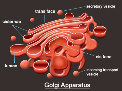 Nadanong Wongsingkeaw: Golgi body