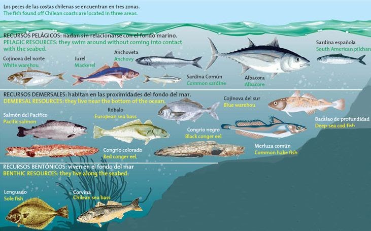 LOS PECES: PECES DE AGUA SALADA