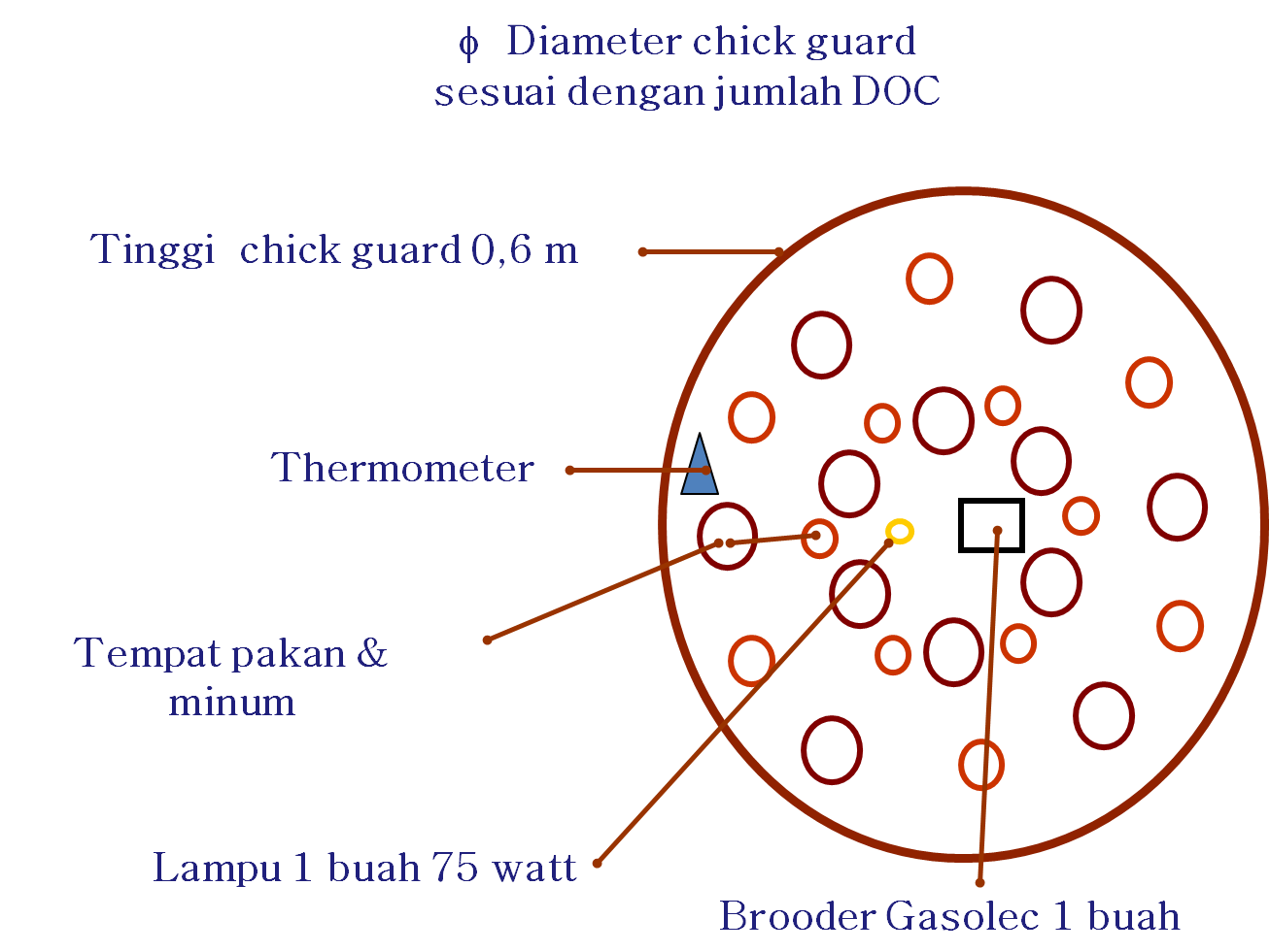 Ayam broiler - SOP simple: Brooding