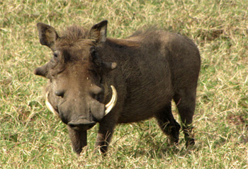 Warthog, Si Babi Lincah Bertaring Besar | RE Tawon