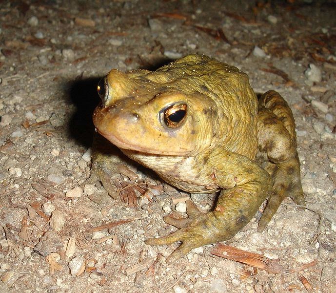 Educational Technology 2 - Castillon: Content of the Lesson Plan