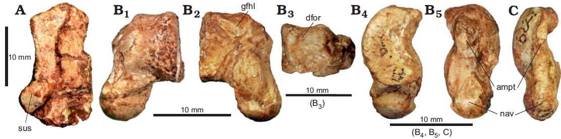 Sciency Thoughts: Using tarsal bones to understand Eocene Notoungulates.