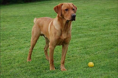 Retriever Labrador: Red Labrador Retrievers