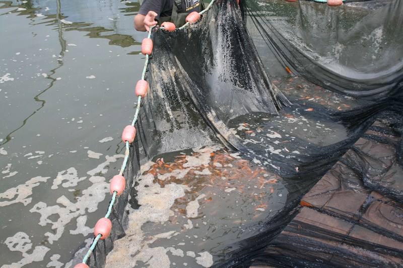 Holmeswood Koi: Fry Cull No2