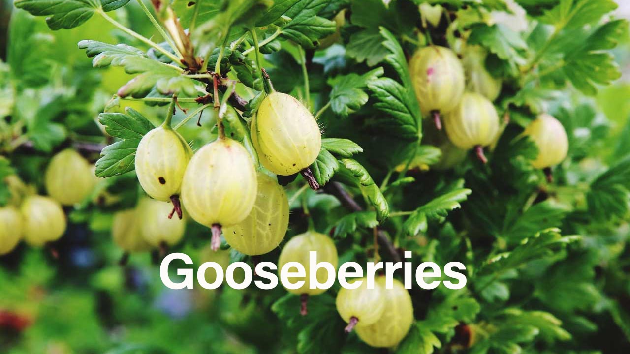 Gooseberries