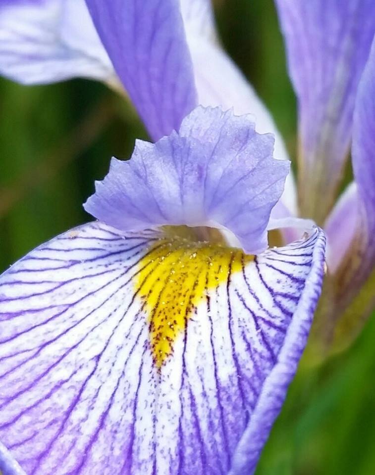 World of Irises: US Native Iris: A Look at Vernae, Tripetalae ...