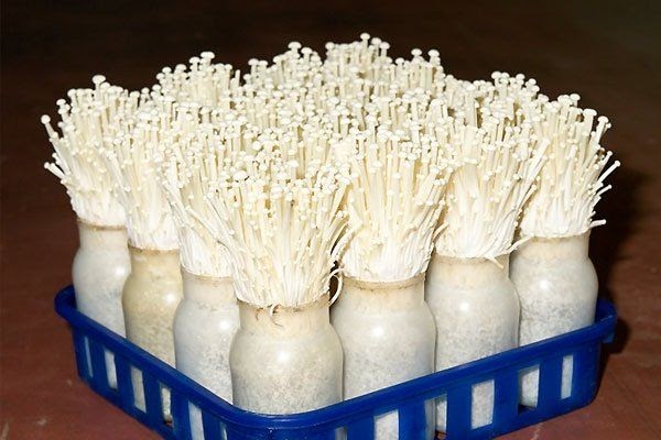 Start Enoki Mushroom Farm