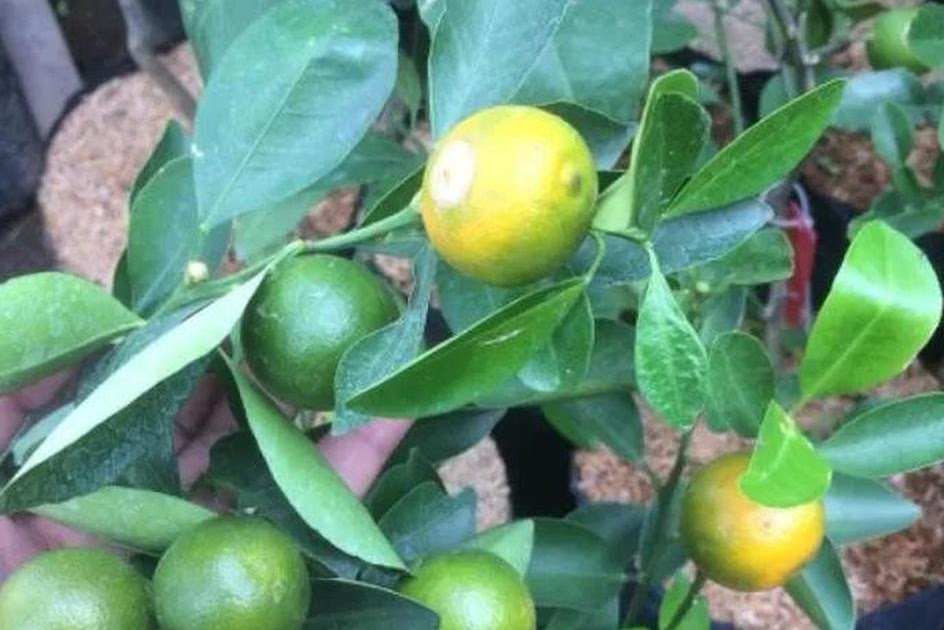 Tukang G5P Bibit Tanaman Buah Jeruk Lemon Cui Sawahlunto ...