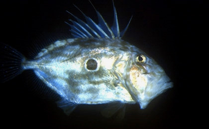 Info animales: PECES CON LINTERNA