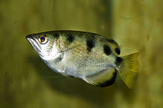 ARCHER FISH photos - wallpapers | the fun bank