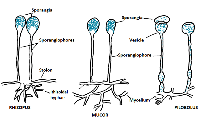 Fungi Phycomycetes Ascomycetes Basidiomycetes | Upgrading Biology