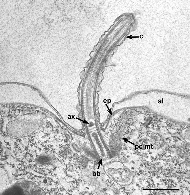 Les poissons n'existent pas: L'histoire poilante des cils