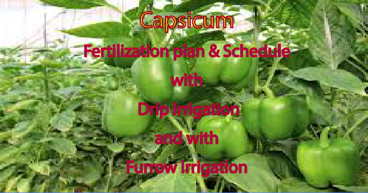 Capsicum under Tunnel Fertigation Plan & Schedule