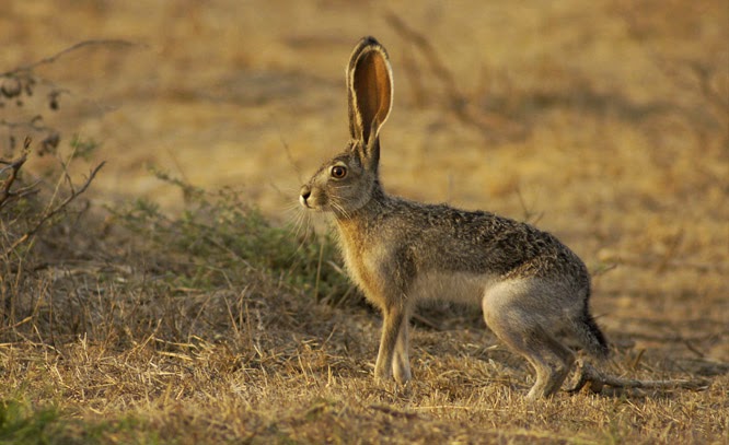 animales salvajes: LIEBRE