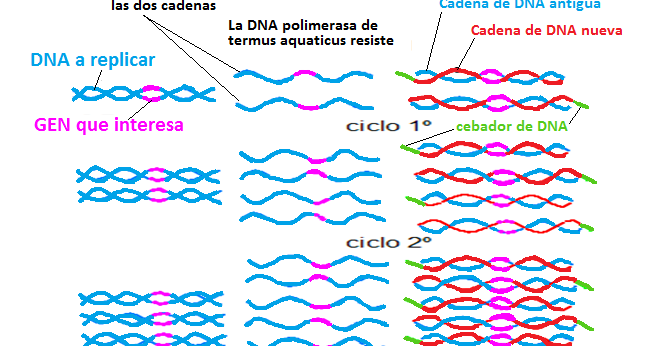 CURIOSIDADES CIENTÍFICAS : PCR (Reacción en cadena de la polimerasa)