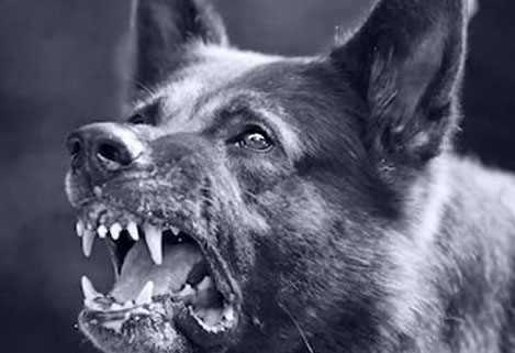 Ultimate German Shepherd Guide - Puppies Behavior Study, Raising ...