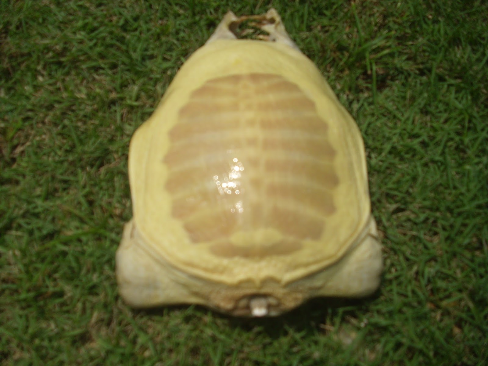 Taksidermi dan Pengawetan Kulit: Taksidermi Reptilia 3 : Albino Chinese ...