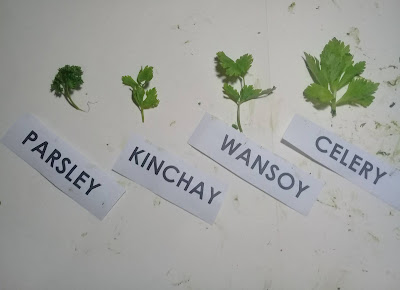 My Body. My Life . My Decision.: Are parsley and kinchay / kintsay the ...