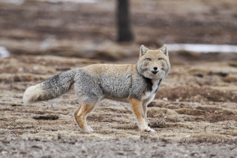 Mundo animal: Achas que conheces todas as espécies de raposa existentes?