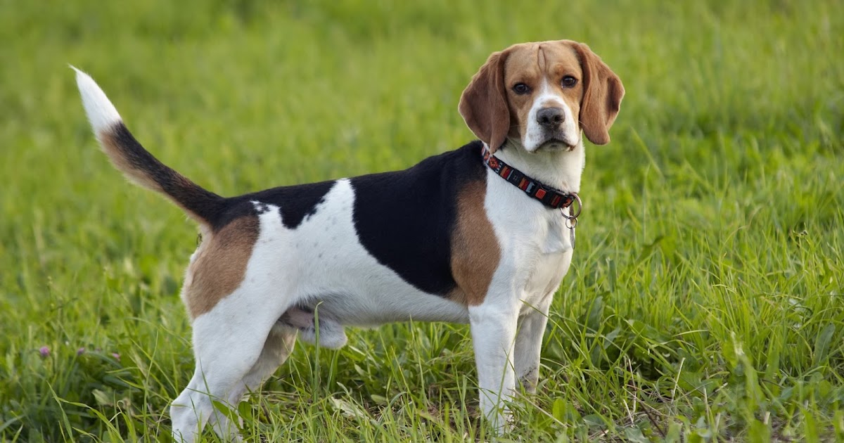 Razas de perros medianos