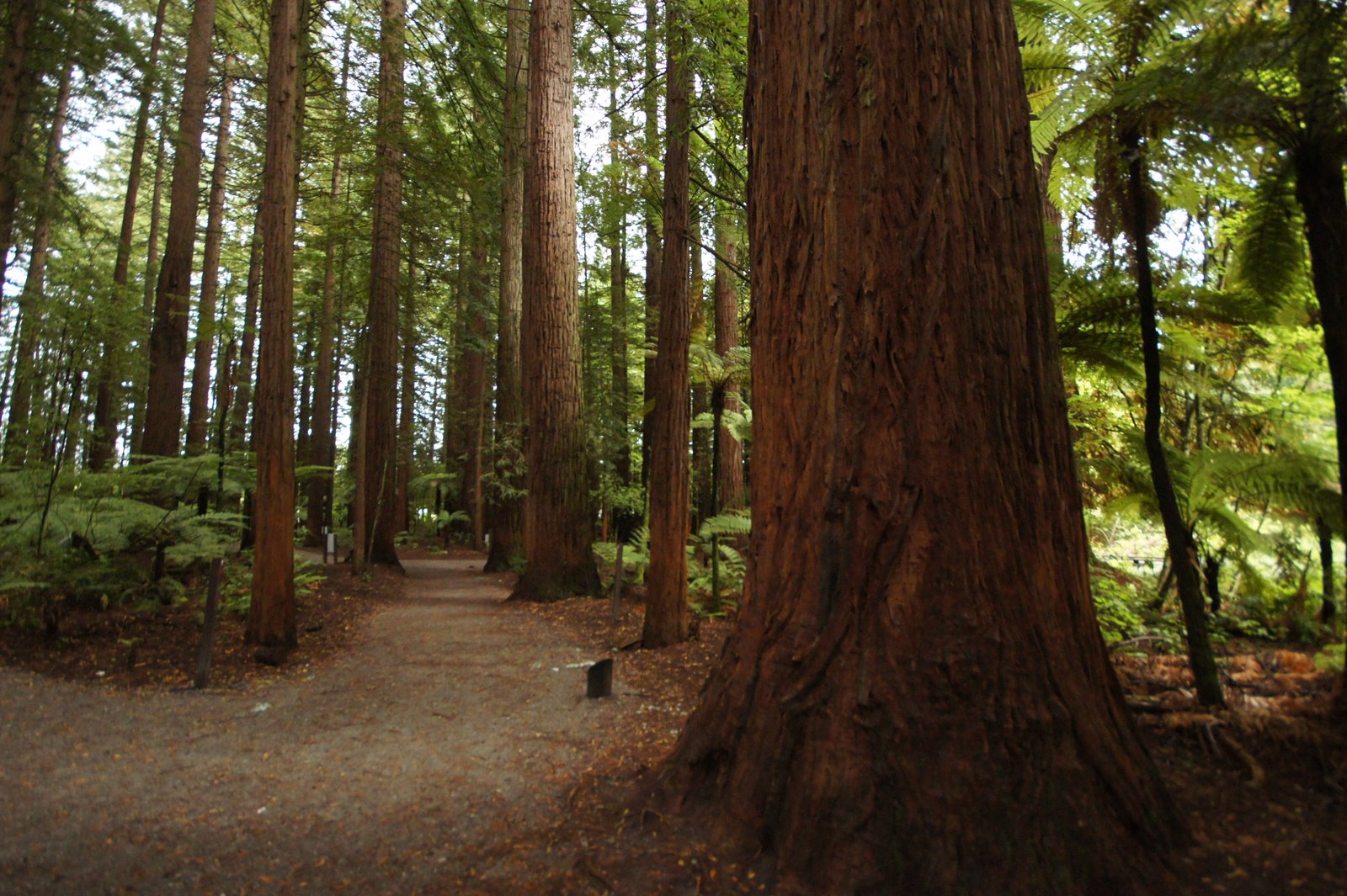 Magi and Sam: Rotorua - the Redwoods Whakarewarewa Forest