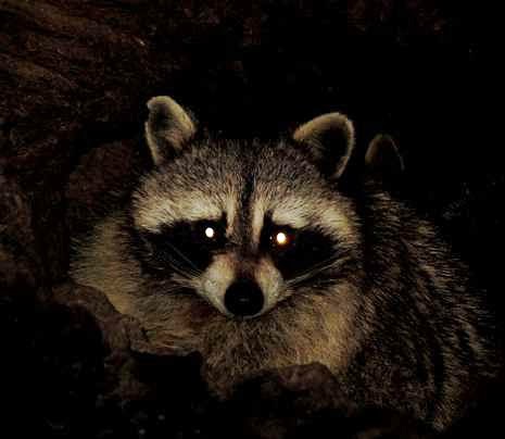 El robalo: Invasión de mapaches en el río Miño