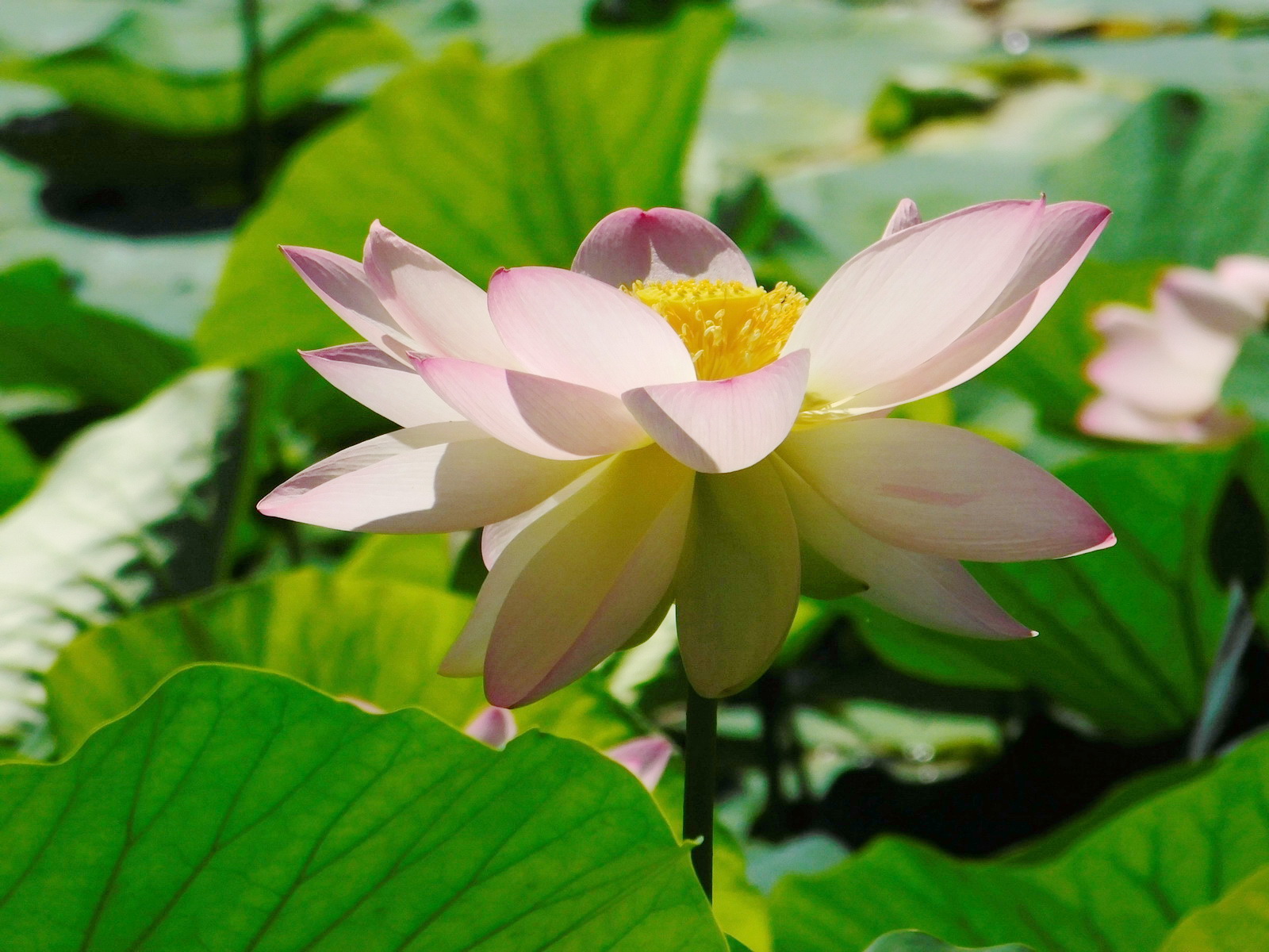 LA MULTI ANI, ROMANIA!: Flori de nufăr