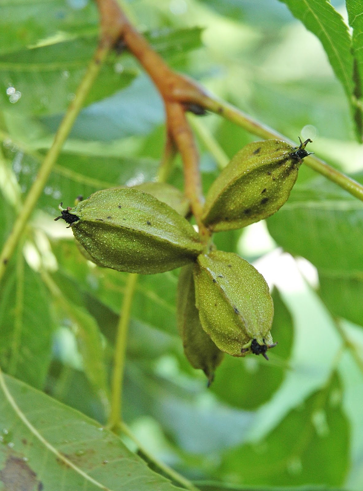 Northern Pecans: Spraying for pecan scab