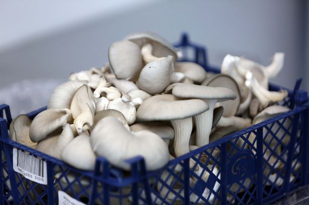 selva mushroom cultivation farm & agriculture production.