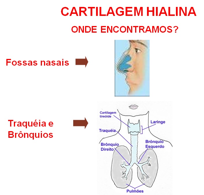 Escola Concórdia ULBRA MANAUS: RESUMO - AULA - TECIDOS CONJUNTIVOS ...
