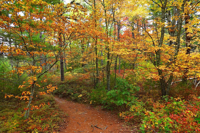 Joe's Retirement Blog: A Walk in the Woods, Fall, Myles Standish State ...